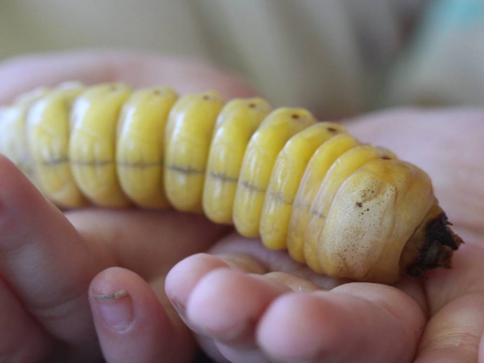 Witchetty Grub - Australia - HA Food Tours
